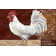 August Grove Rustic Roosters IV by Theresa Kasun - Wrapped Canvas Art Prints | Wayfair.co.uk